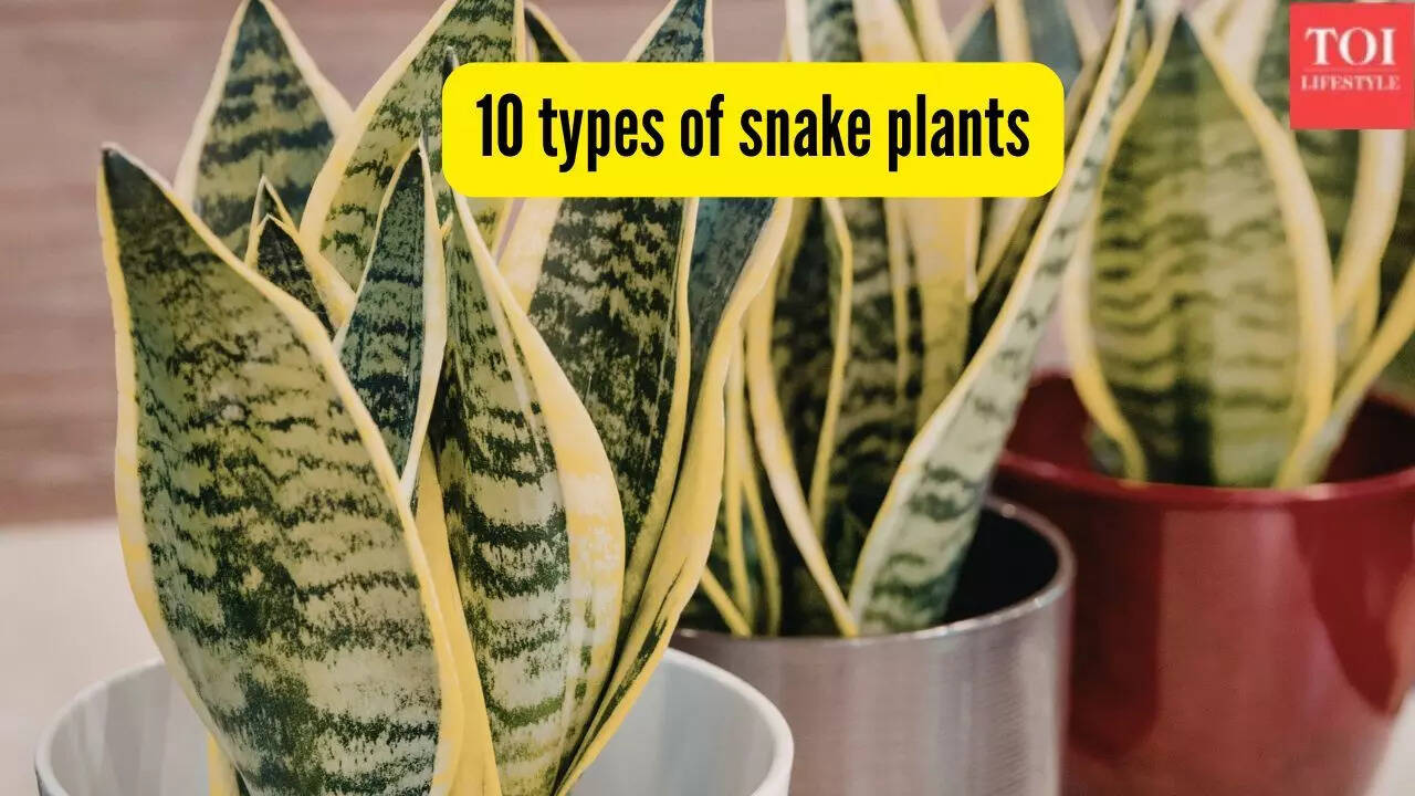 10 types of snake plants you can easily grow at home: Tips and more