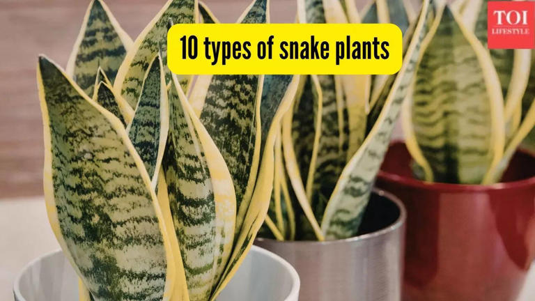 10 types of snake plants you can easily grow at home: Tips and more