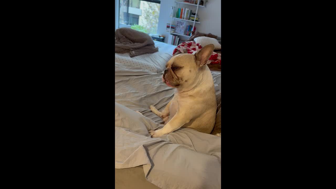 Unbothered French bulldog scratches away on the bed in Los Angeles ...