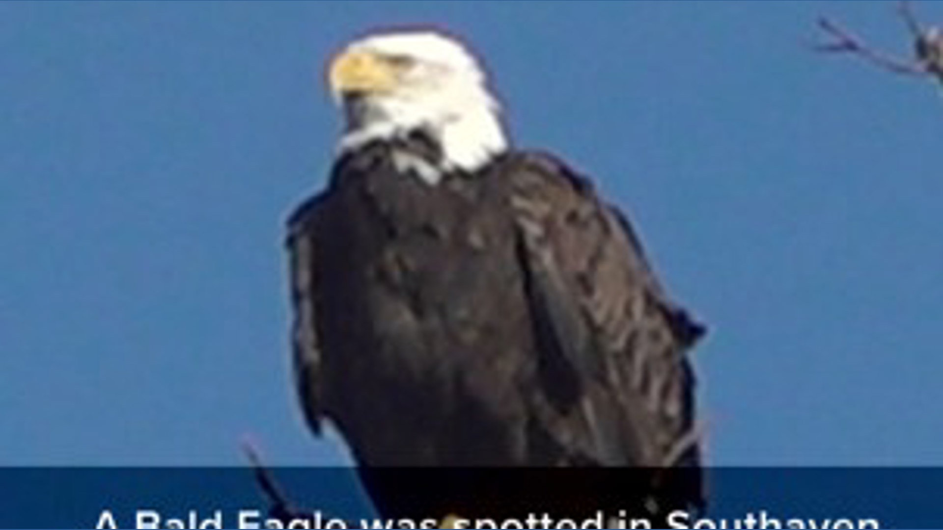 Bald eagle spotted in Southaven, MS