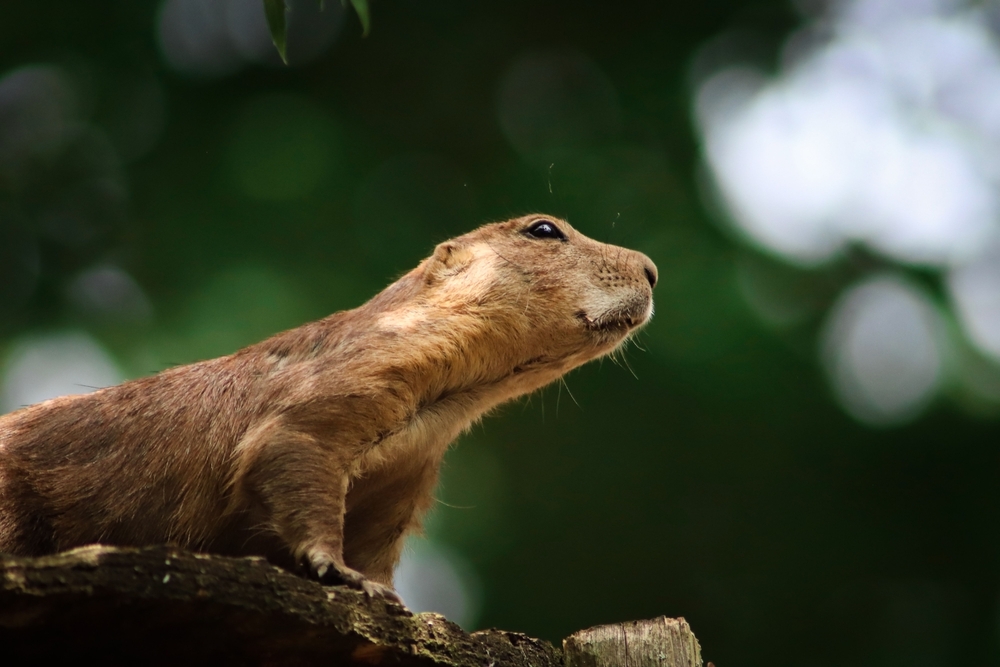 Coyotes are hunting pets in Colorado after officials relocated prairie dogs