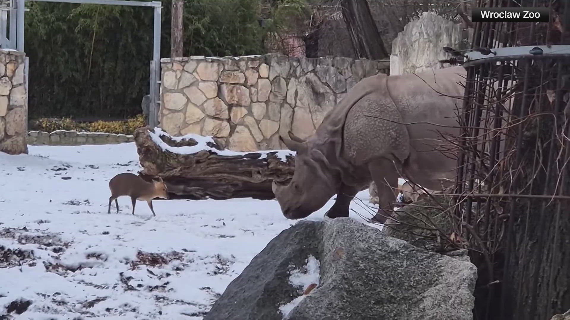 Small deer faces off rhino at Polish zoo