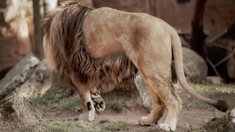 A global rescue mission welcomes two of the rarest lions on Earth
