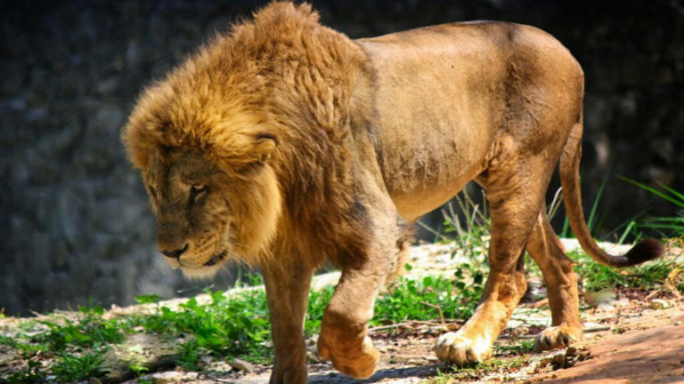 A global rescue mission welcomes two of the rarest lions on Earth