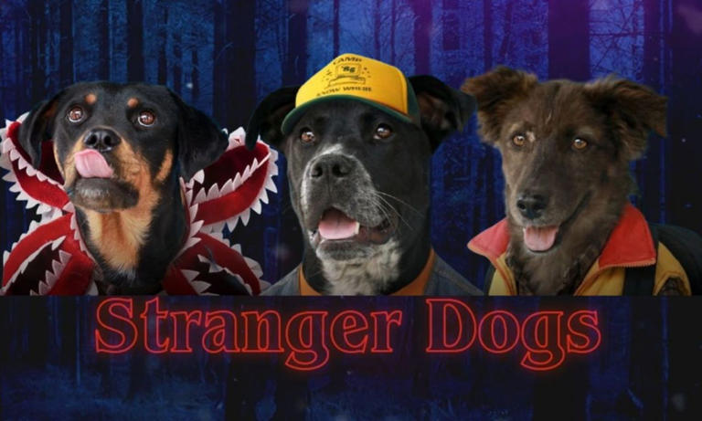 Stranger Dogs, la campaña para impulsar la adopción de perritos con ...