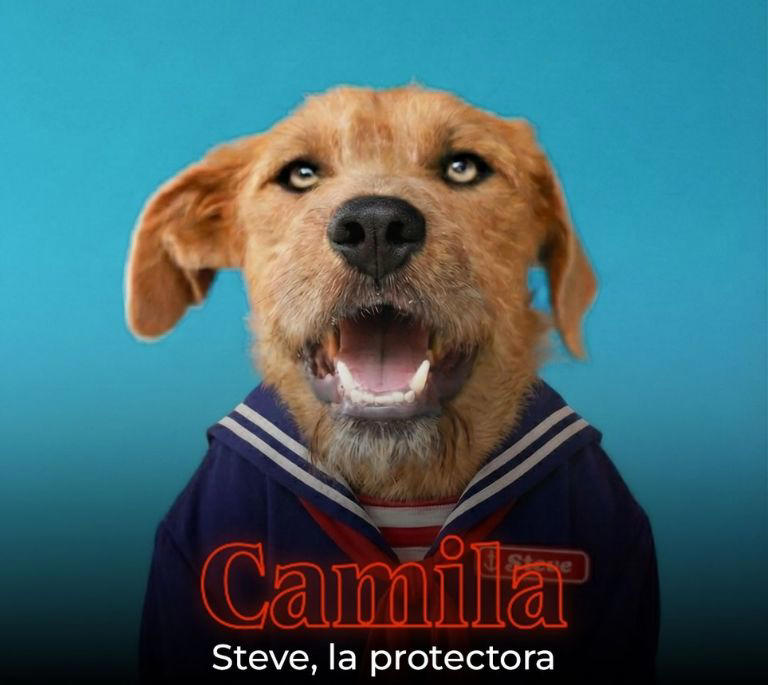 Stranger Dogs, la campaña para impulsar la adopción de perritos con ...
