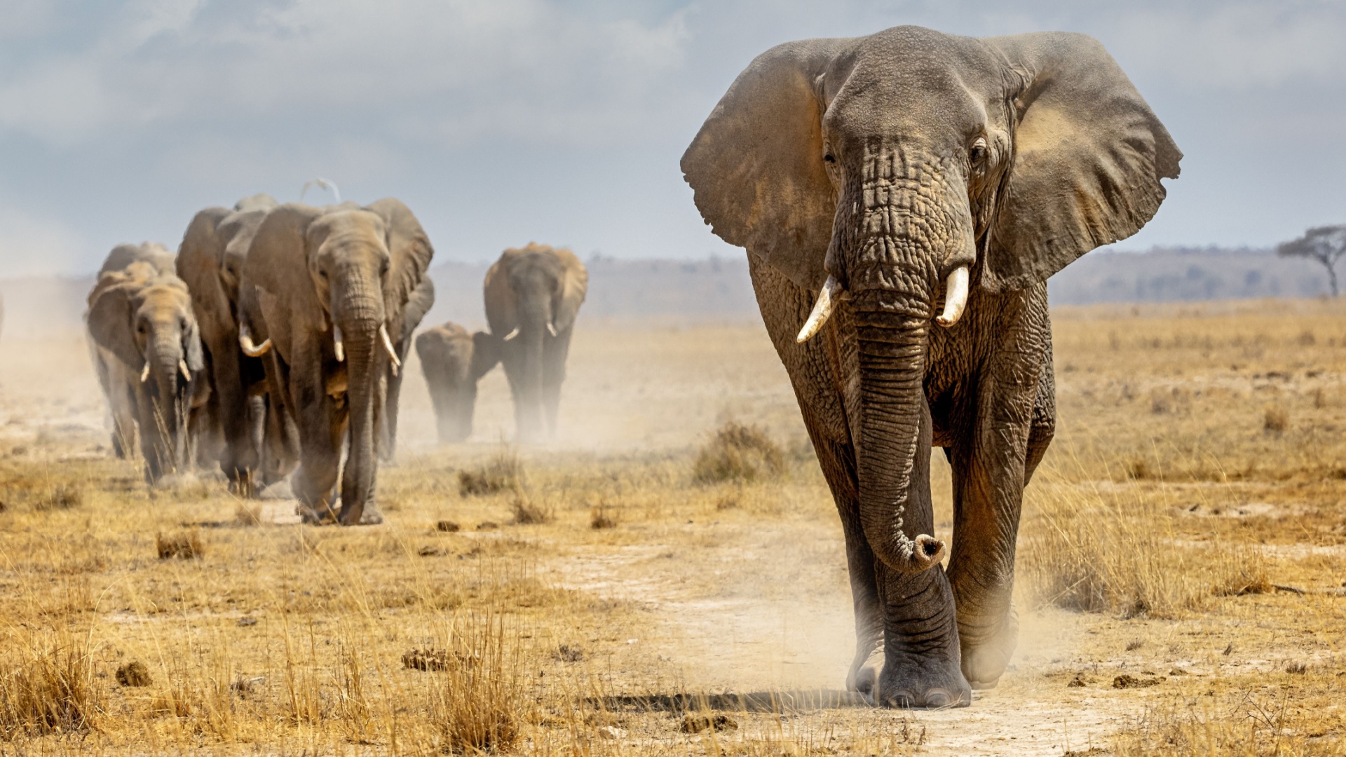 Think you know elephants? These 8 facts might wow you