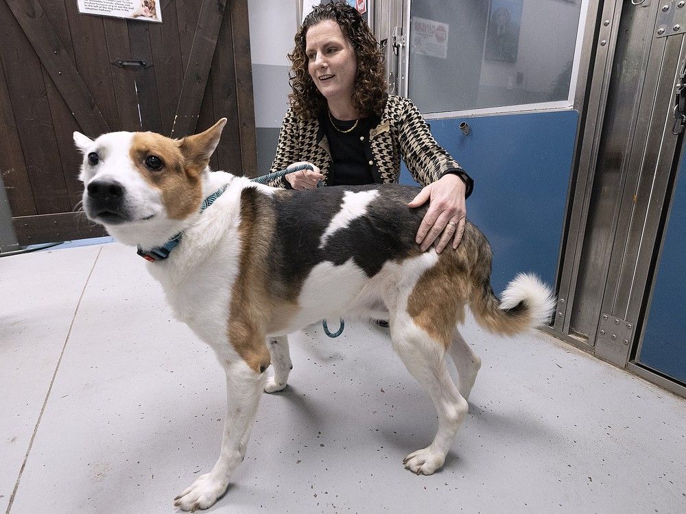 Tail-wagging year: Thousands of pets found forever homes in Windsor ...