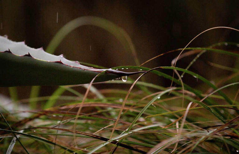 We finally got raindrops in Austin and that special rain smell: Here's ...