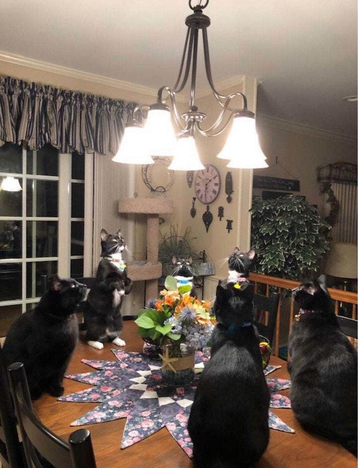 48 times people captured their cats losing their single brain cell ...
