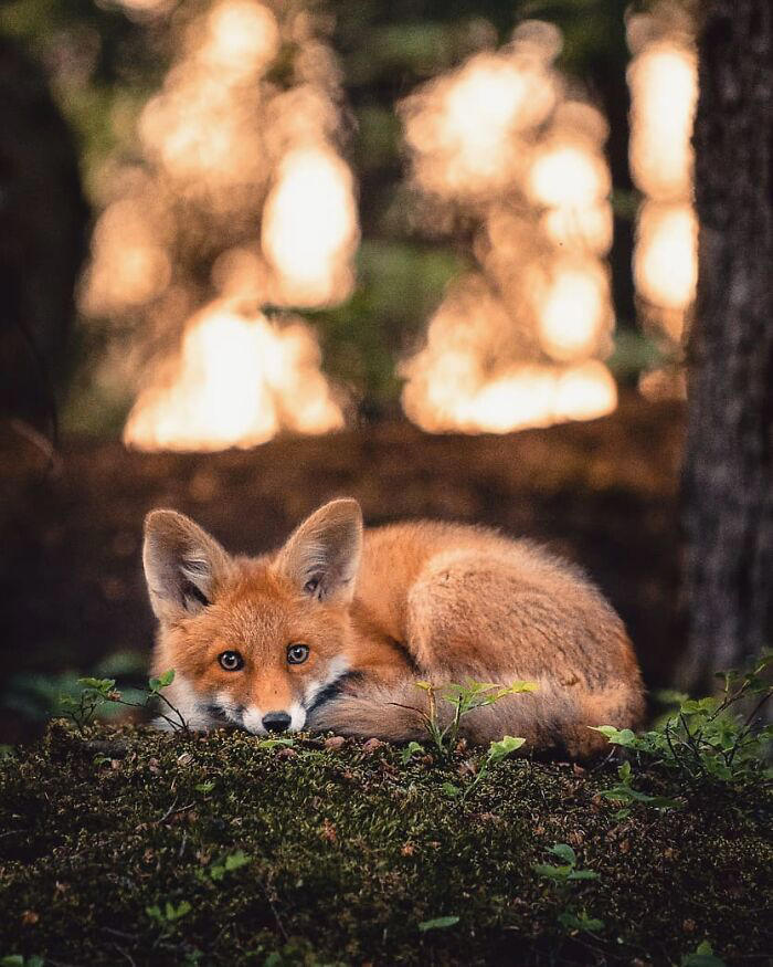 Experience the wild: 30 immersive nature photos taken during a wildlife ...