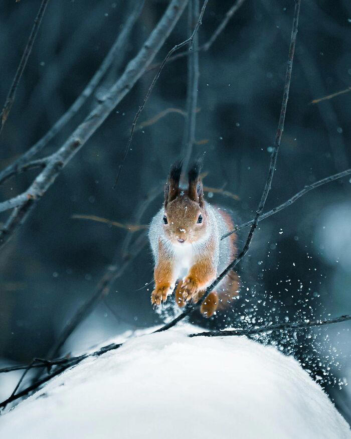 Experience the wild: 30 immersive nature photos taken during a wildlife ...