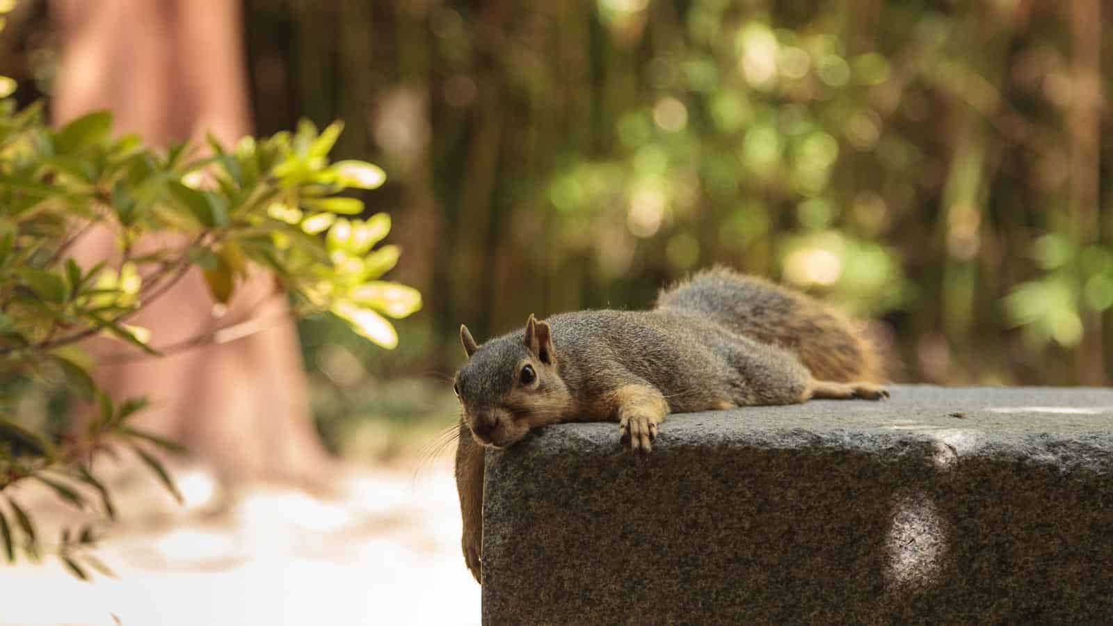 The reason squirrels thrive in cities isn't luck