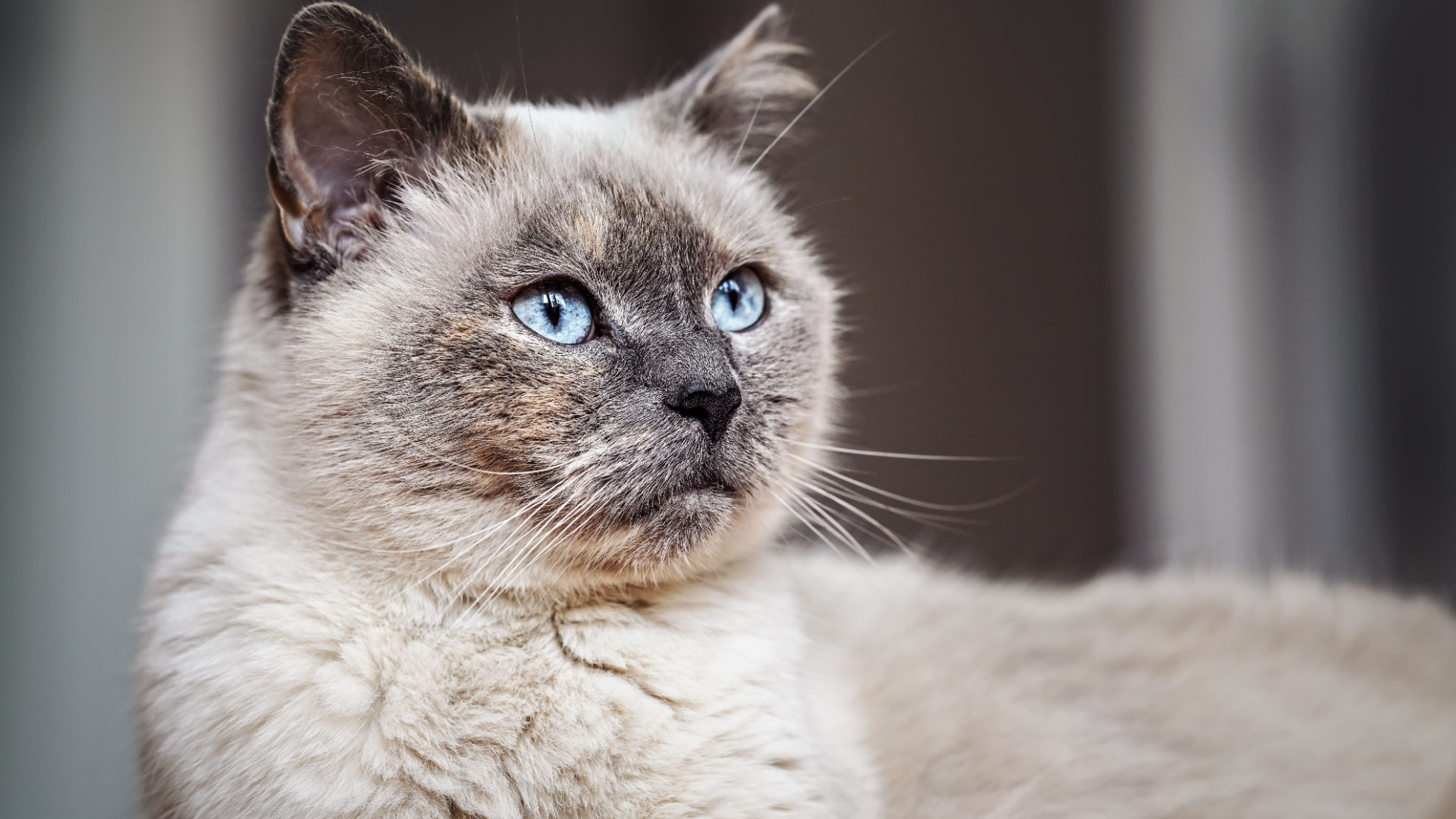 8 tips for taking care of older cats
