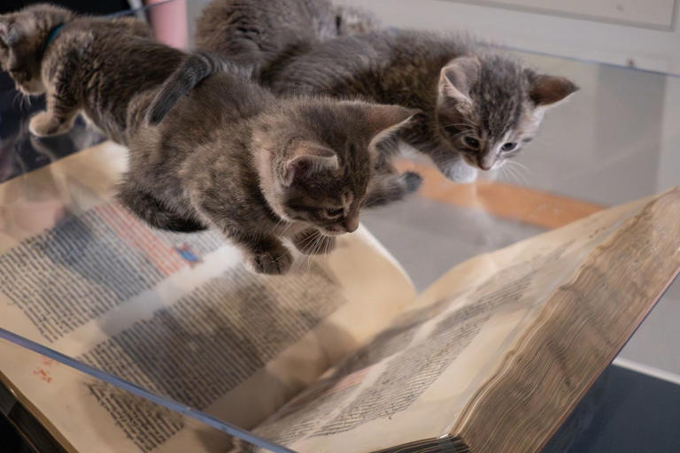 A cat left paw prints on the pages of this medieval manuscript when the ...