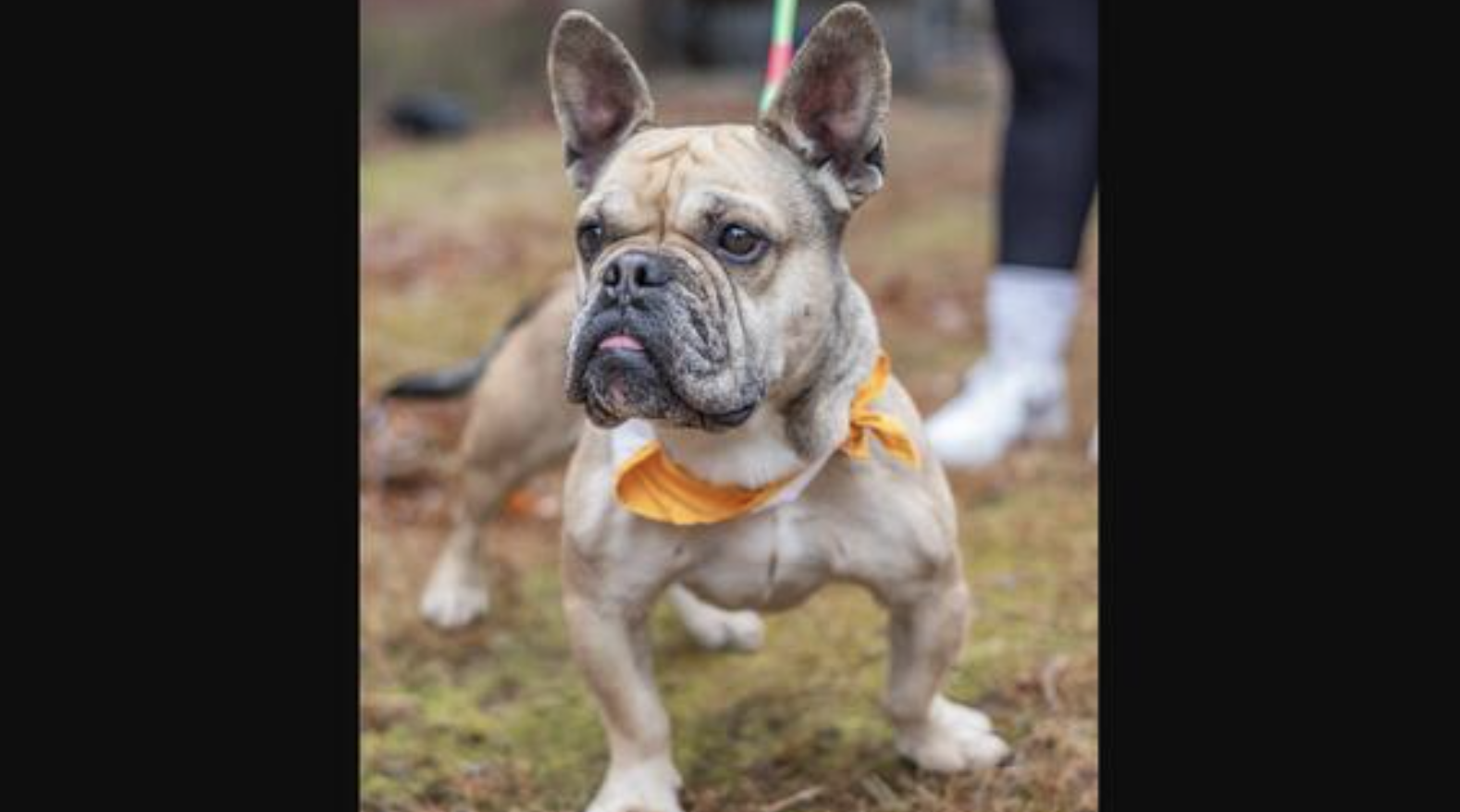 Meet T Rex: The charming dog with a big personality seeking his forever ...
