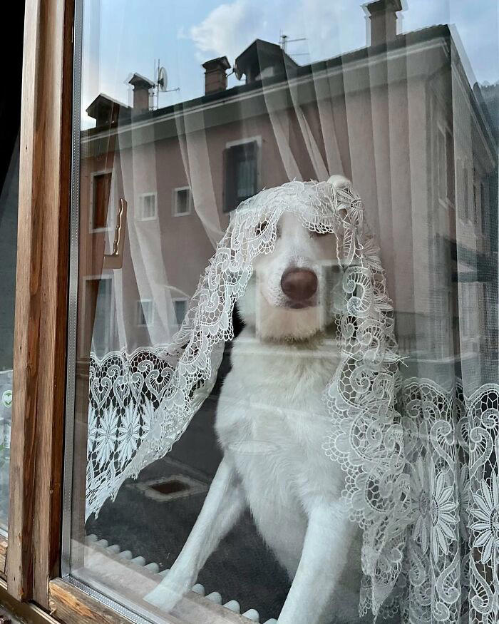 79 cute & candid portraits of dogs observing life through windows