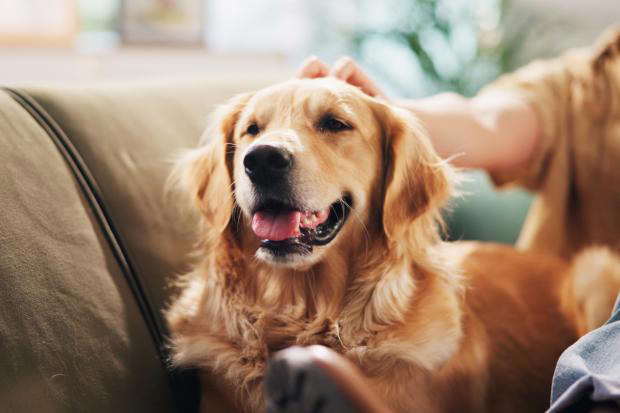 Vets warn dog owners to avoid sharing 'toxic' cups of tea with their ...