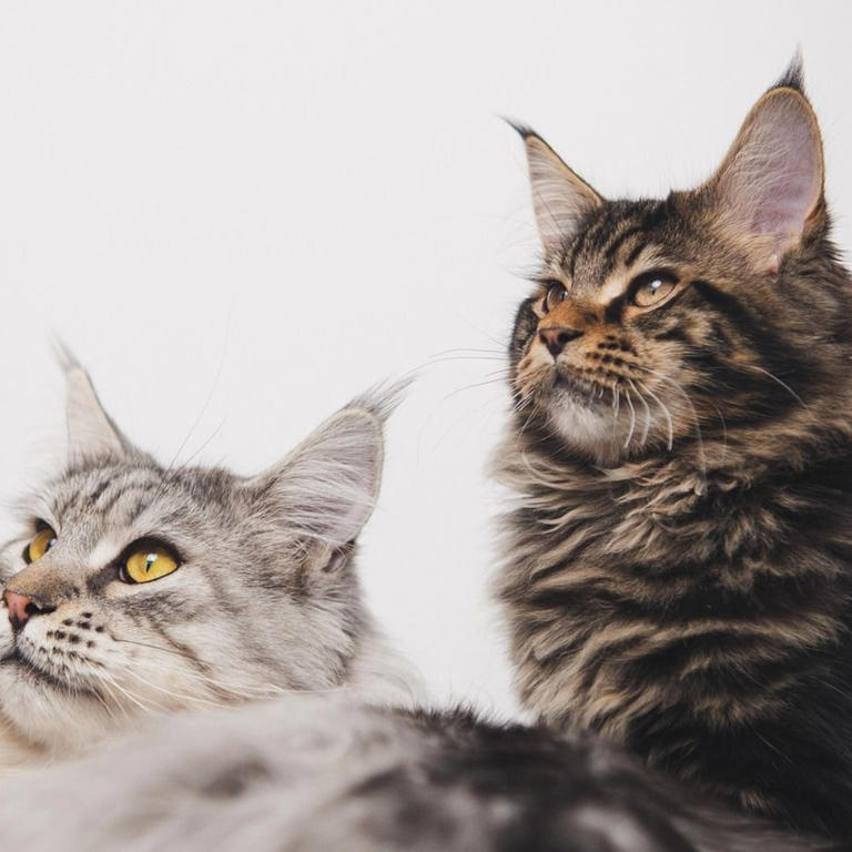 What is my cat thinking? 9 reasons why cats stare at nothing
