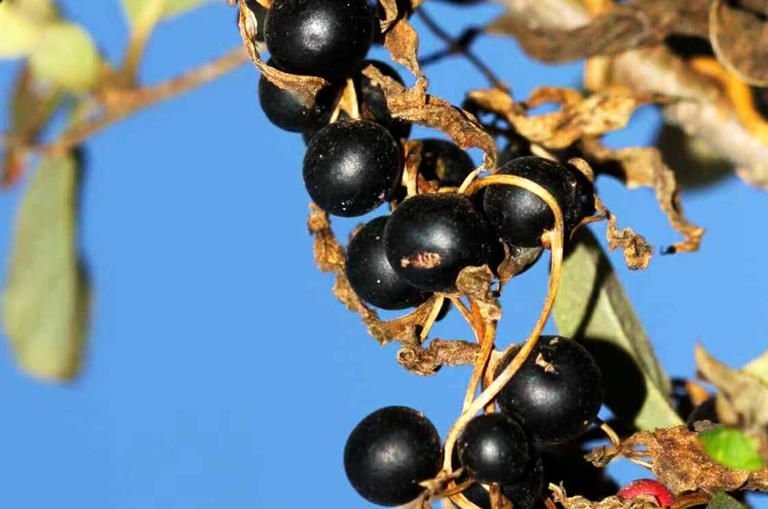 Asexual yam species employs mimicry to trick birds and spread farther