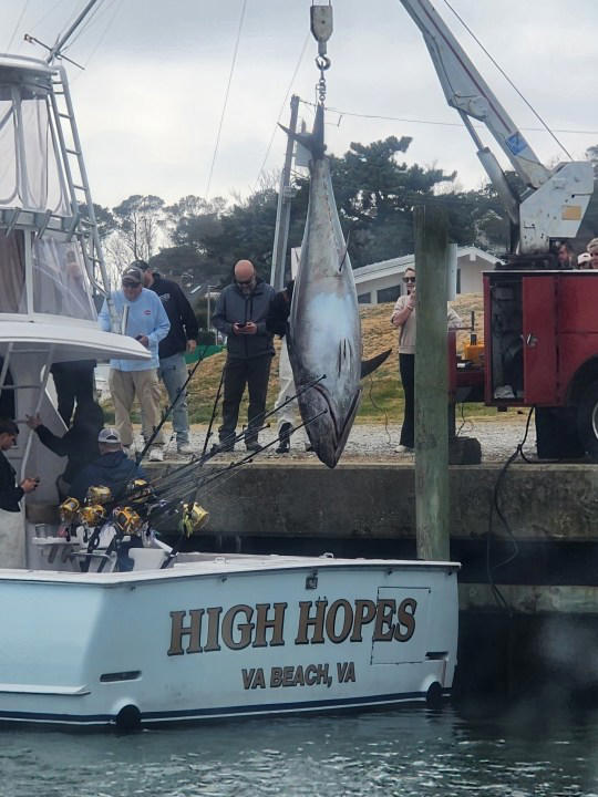 Photos: Fisherman catches 832-pound bluefin tuna in Virginia