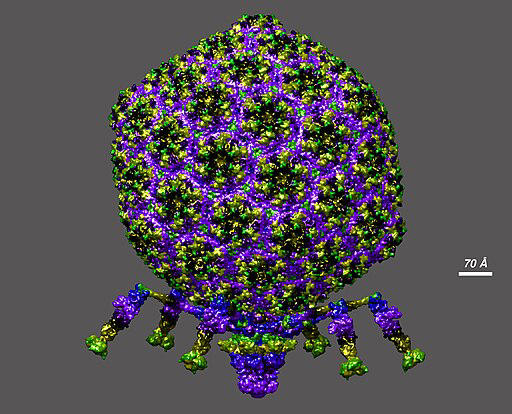 Viruses may be more powerful in the International Space Station's ...