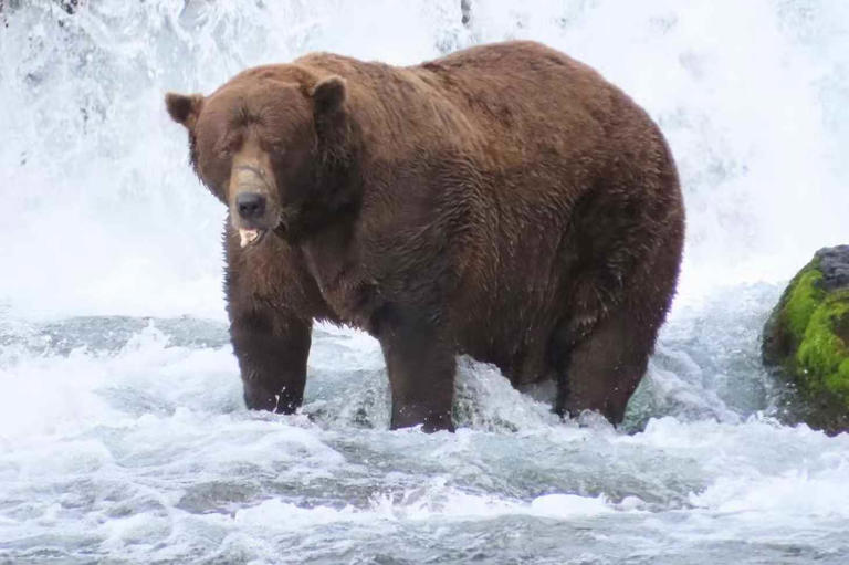 How facial recognition is helping ecologists monitor and conserve bear ...
