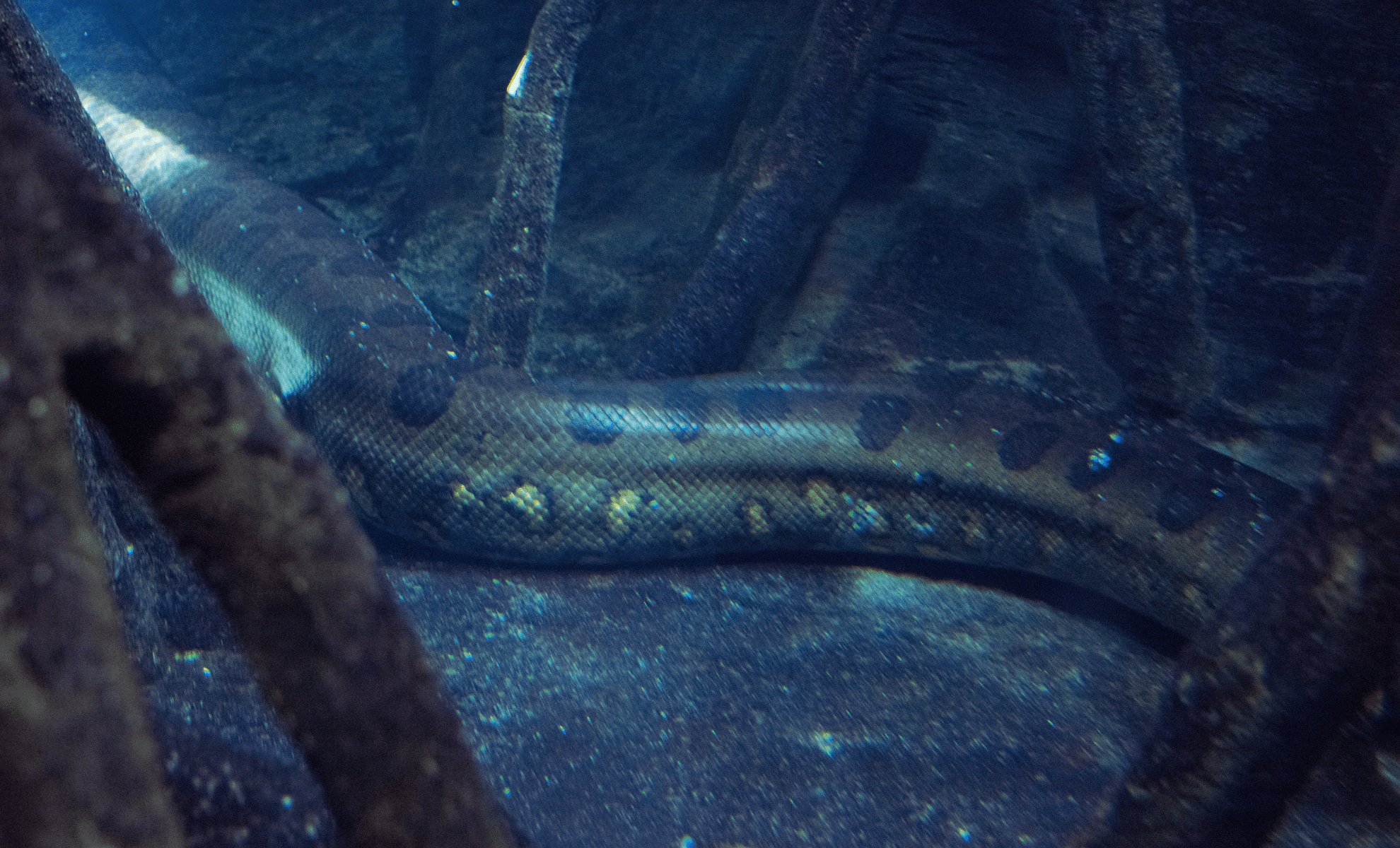 Scientists unearth giant sea snake that hunted sharks 56 million years ago