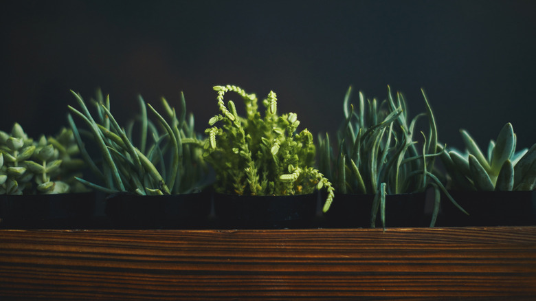 The indoor plant that thrives in low light (unlike other succulents)