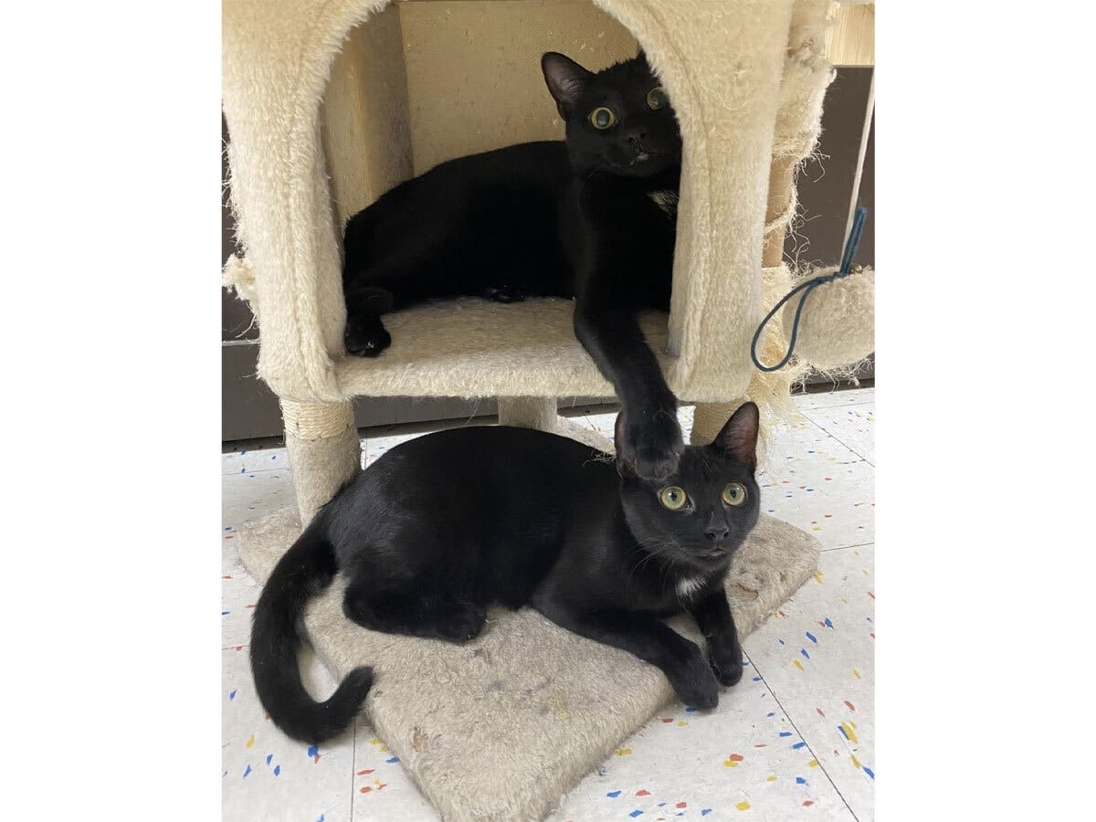 Bonded sisters Adeline and Charlotte still waiting for their forever ...