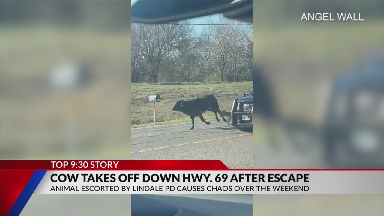 Dog chases cow down Highway 69 in Lindale