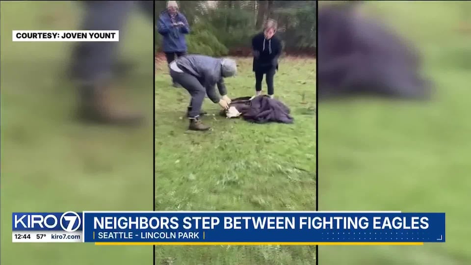 Video: Neighbors break up fight between eagles in Seattle