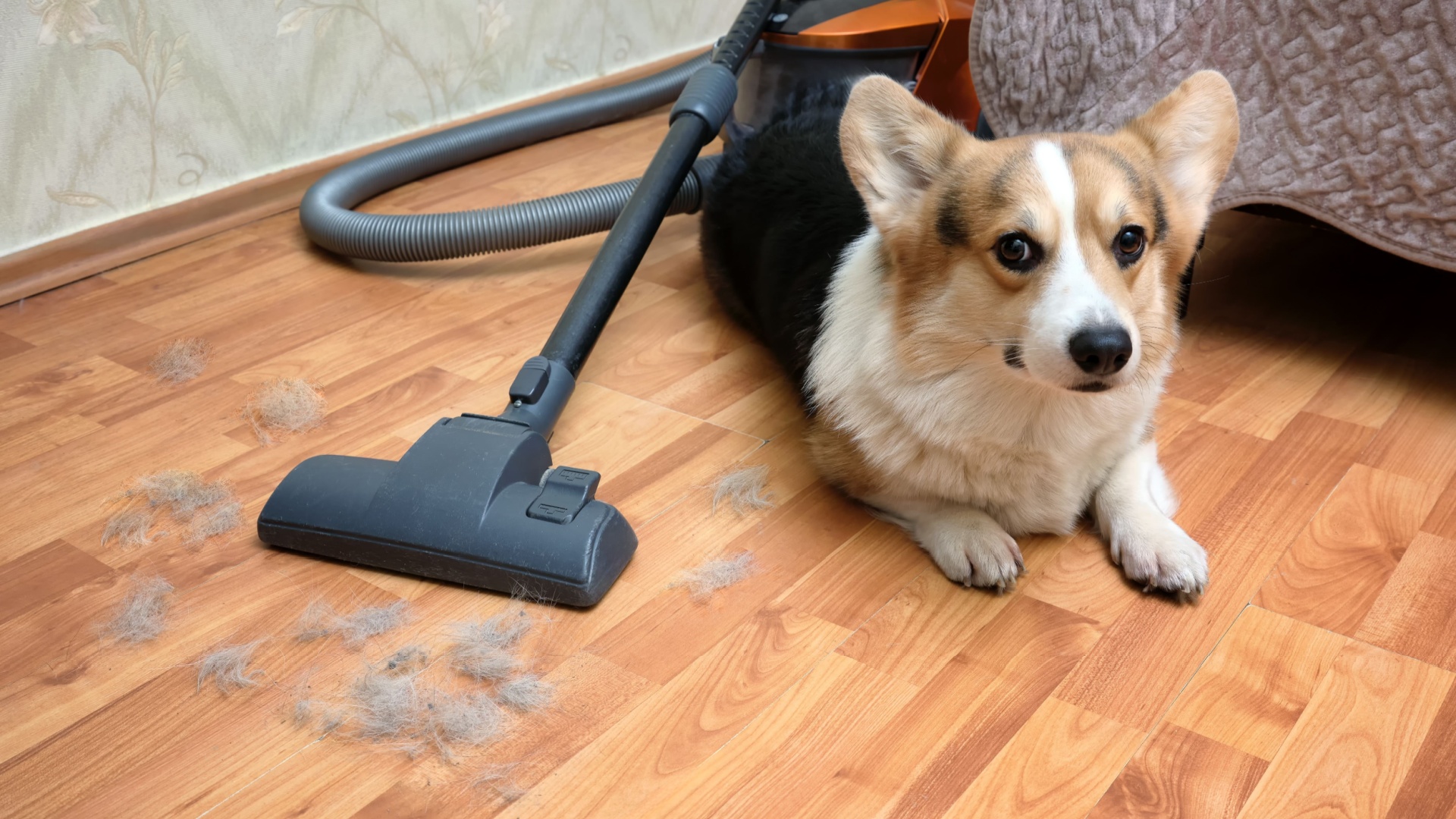 What I wish I had known before owning a dog