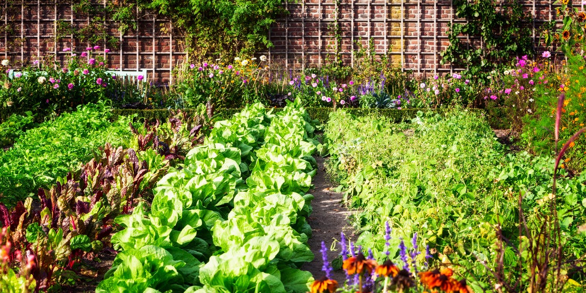 The 13 most rewarding plants to grow in June for a colorful summer garden