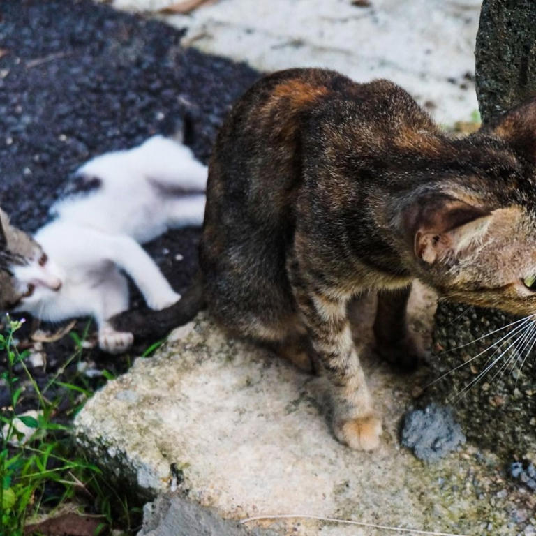 What is my cat thinking? 9 reasons why cats stare at nothing