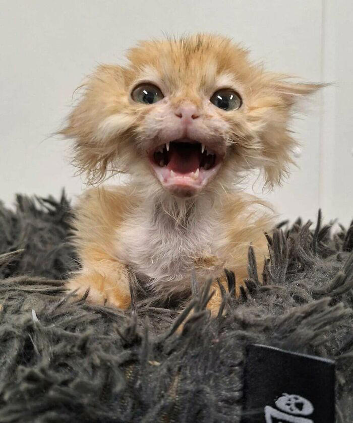 63 funny photos of cat behavior that defy conventional explanation