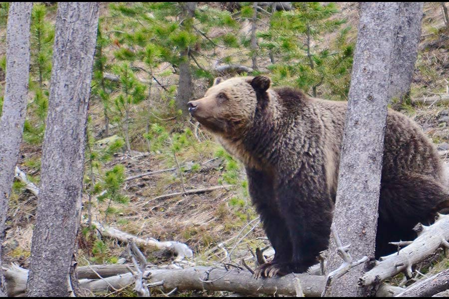 $15,000 reward for information leading to conviction of Idaho grizzly ...