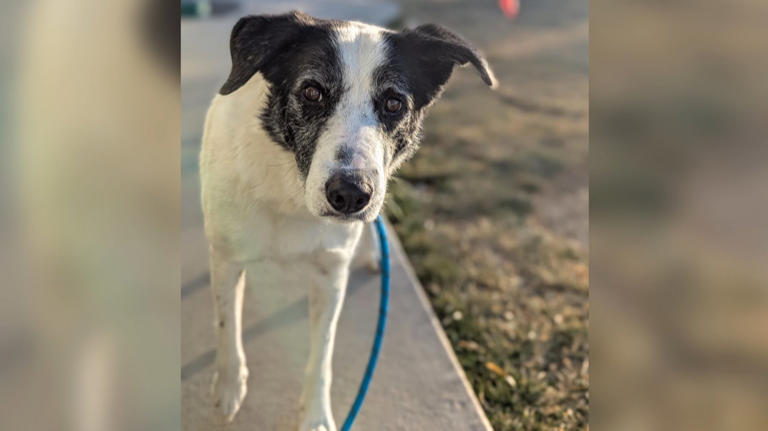 Gentle herding dog Fergus ready to steal your heart