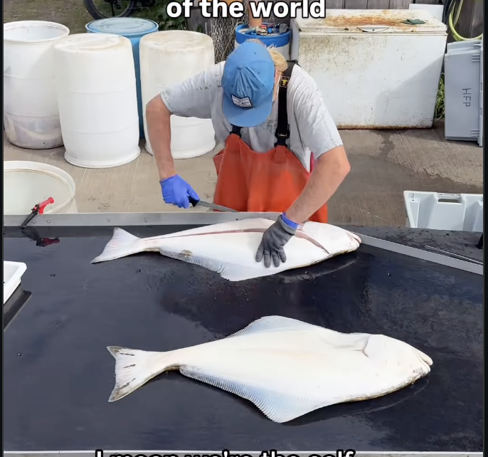 The art of filleting fresh halibut