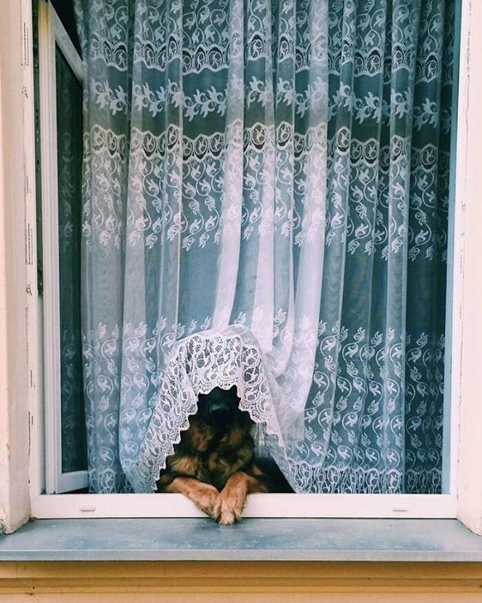 79 cute & candid portraits of dogs observing life through windows