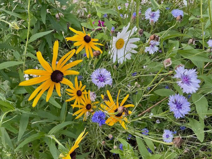 Get the dirt on viral garden TikTok hacks