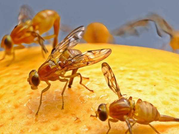 Why Rio Grande Valley crops are quarantined: A citrus-loving fruit fly