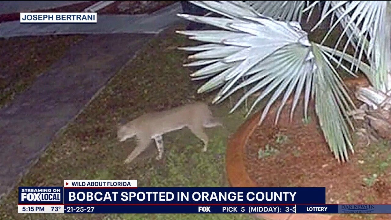 Bobcat spotted wandering through Orange County neighborhood