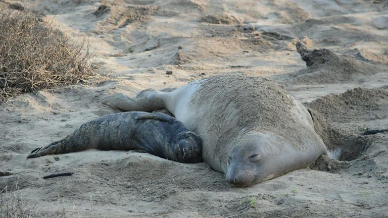 Bay Area hosts one of world's largest northern elephant seal mainland ...