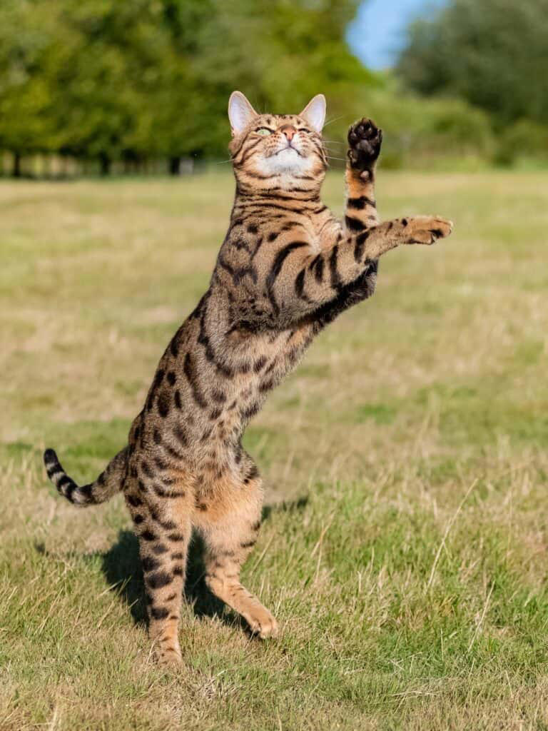 You Won't Believe How Much These Top 10 Most Expensive Cat Breeds in ...