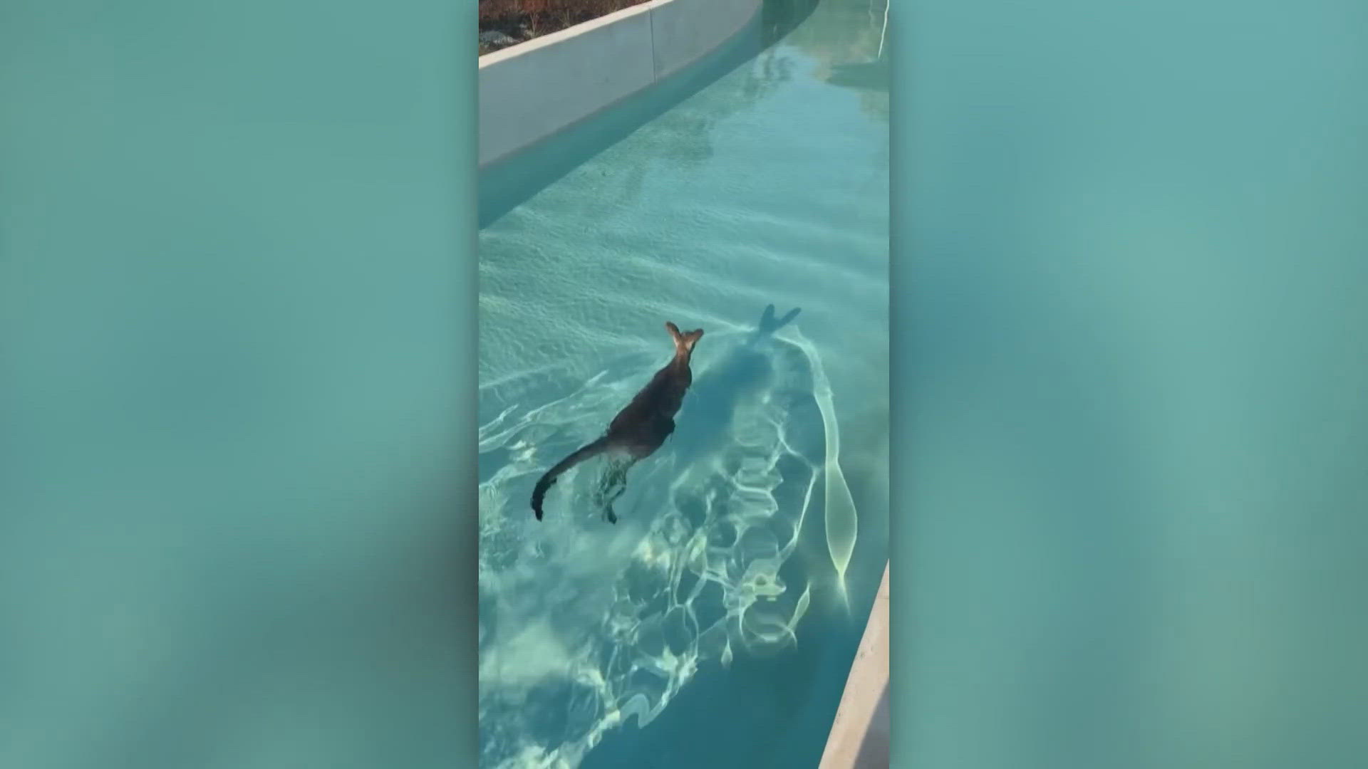Video shows baby kangaroo cooling off in theme park pool