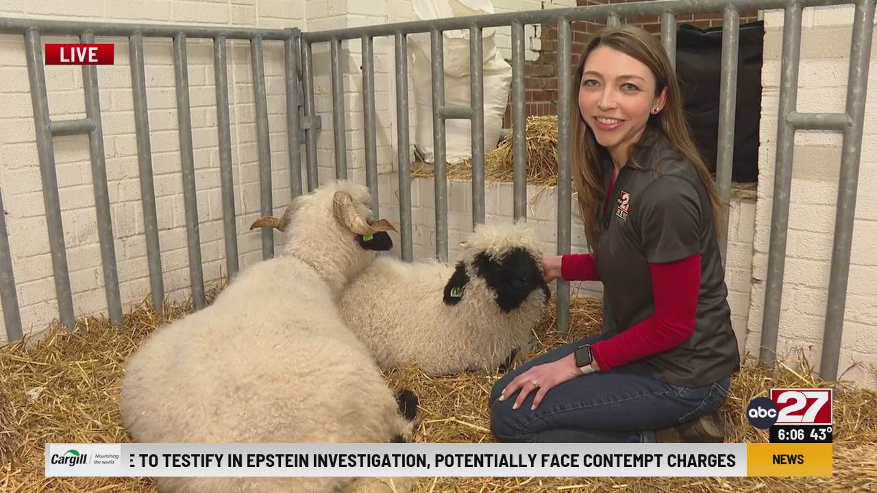 Sheep snuggles debut at the PA Farm Show
