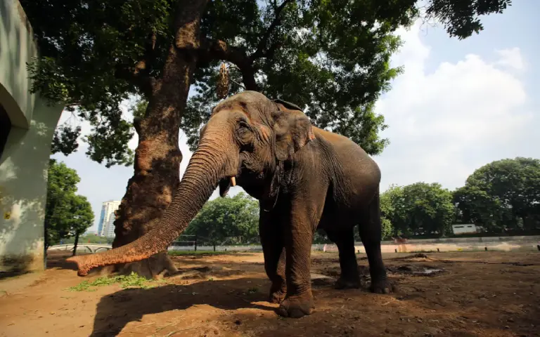 India hunts rampaging elephant that killed 20 people