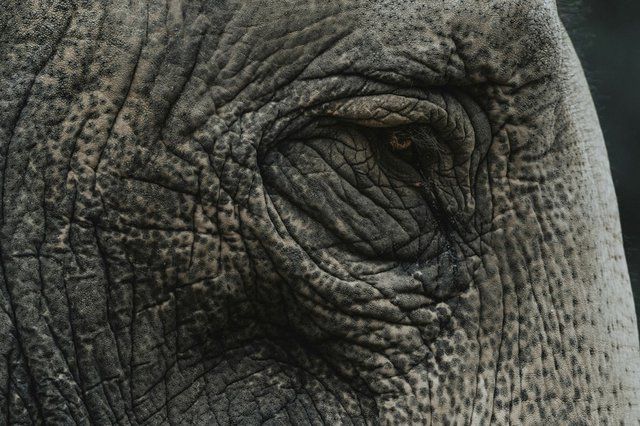 India hunts rampaging elephant that killed 20 people