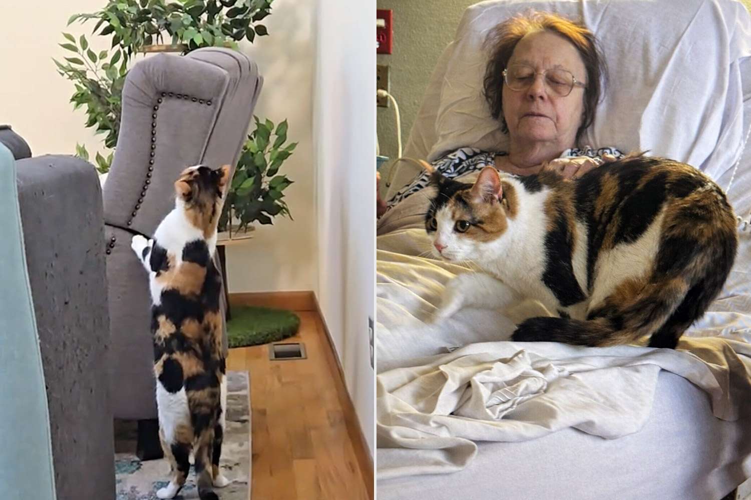 Heartbroken cat goes searching for dead owner, as daughter shares ...